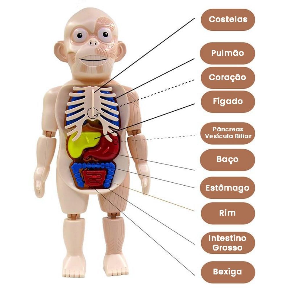 Brinquedo Kit Medico Boneco Corpo Humano 24cm Toyng 42580 - Nikity Toys ...