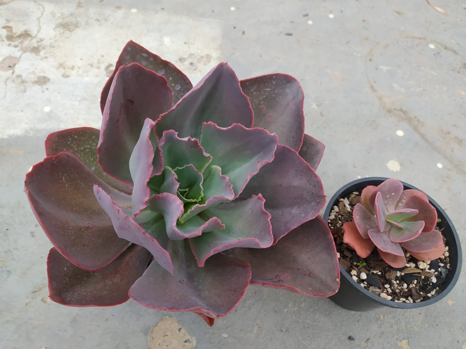 Descubra o mundo fascinante das plantas suculentas conosco ... Descubra o mundo fascinante das plantas suculentas conosco ...