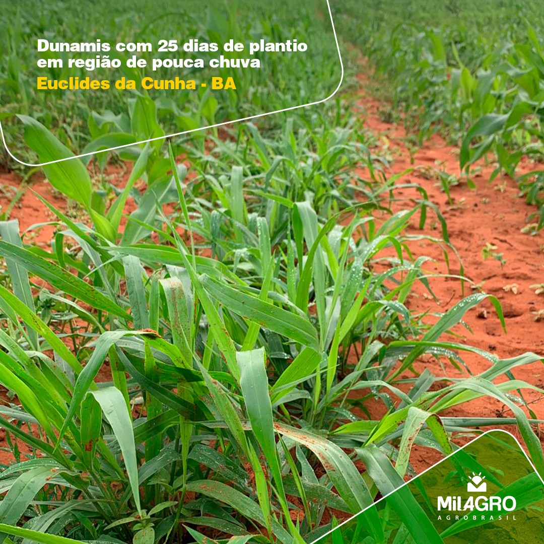 Semente Capim Dunamis Brachiaria Pastagem Bovino 20kg. - Loja Milagro ...