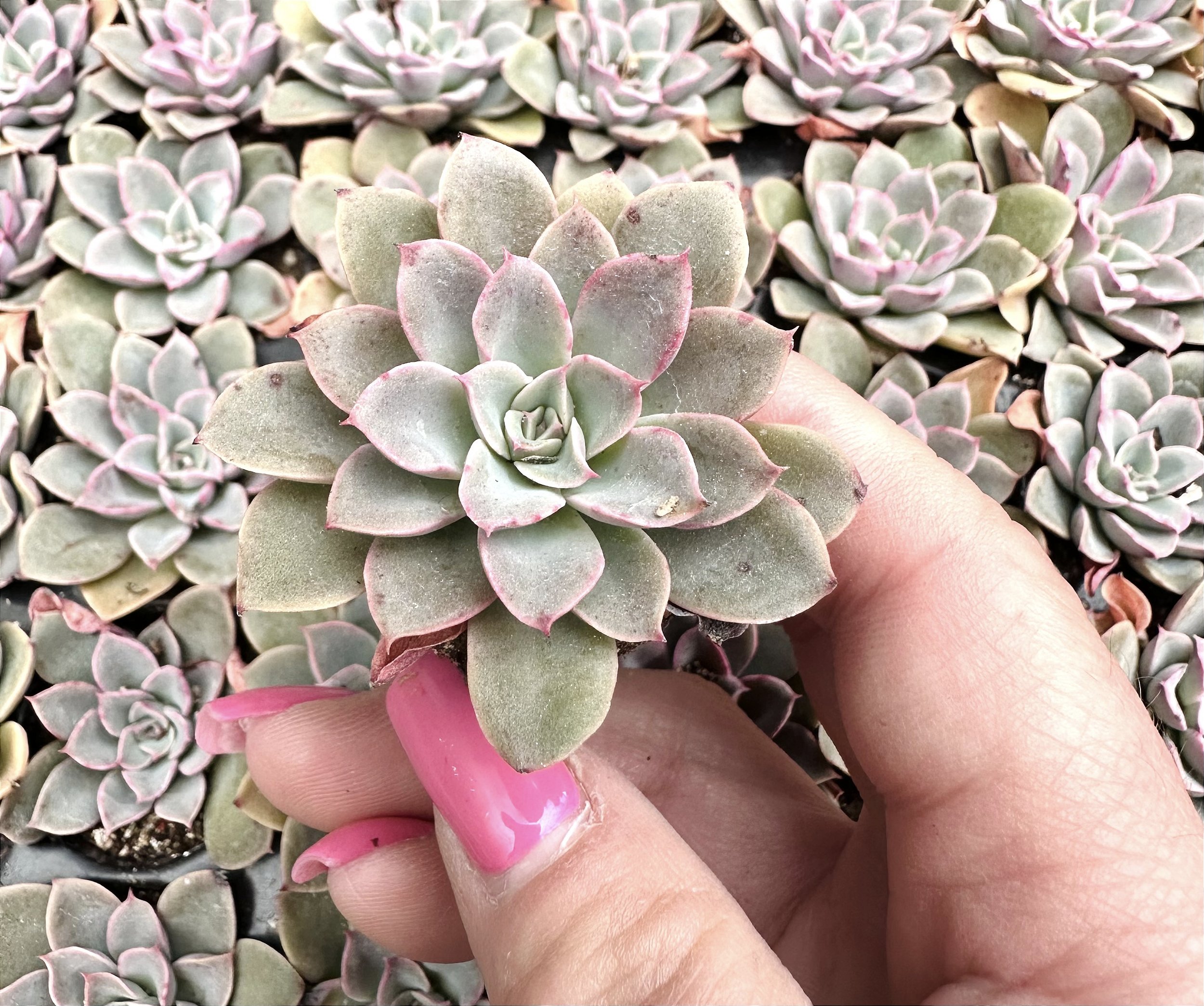 E. FANTASTIC FOUNTAIN PLUG - Suculove By Juh