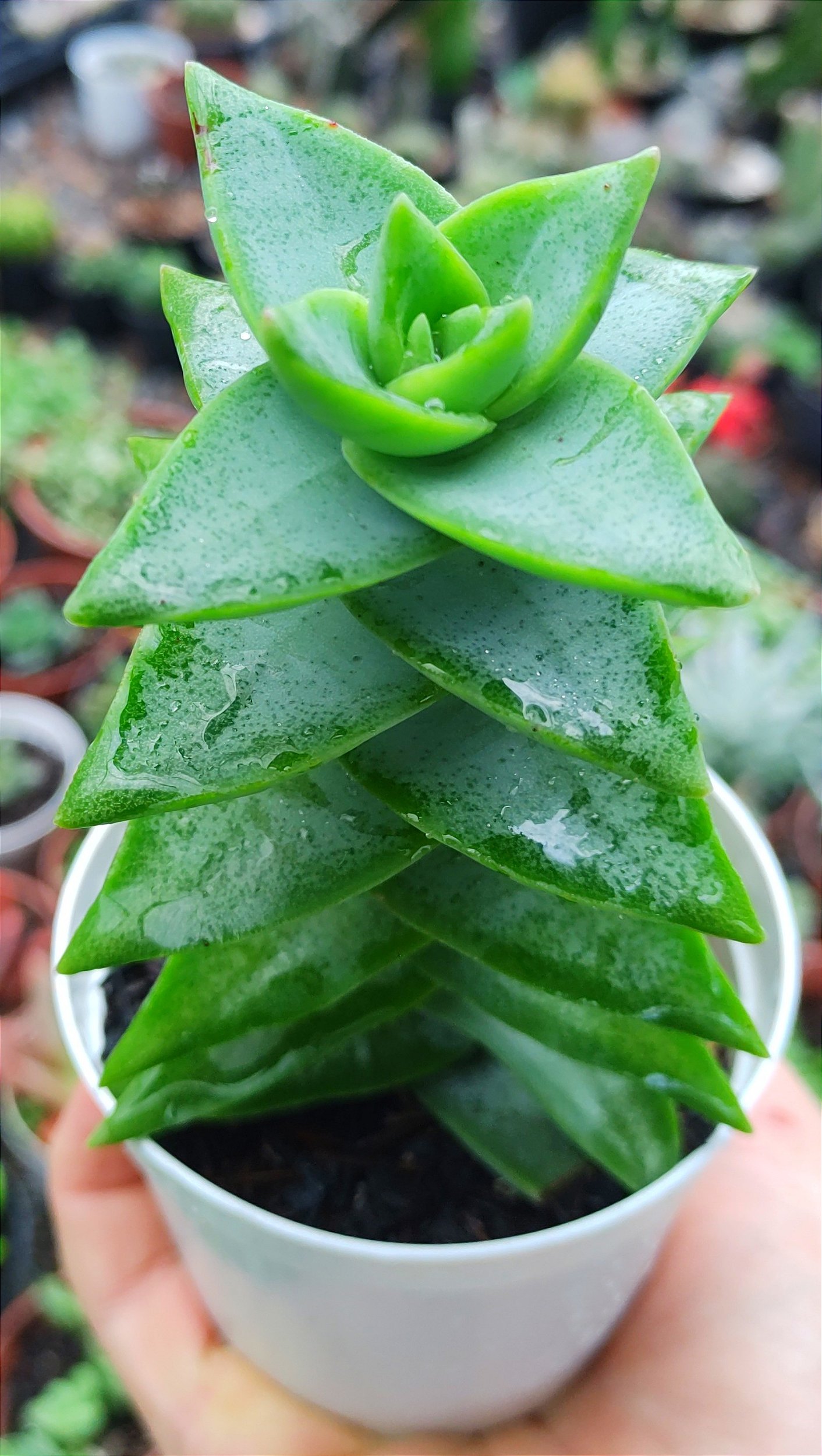 C. PERFORATA PENHOEK PASS POTE 9 - Suculove By Juh