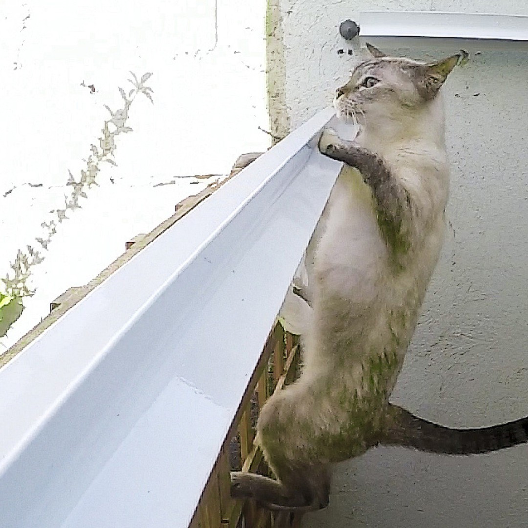 RollerCat Pro Anti-Escape Anti-fuga - RollerCat - Chega de se preocupar ...