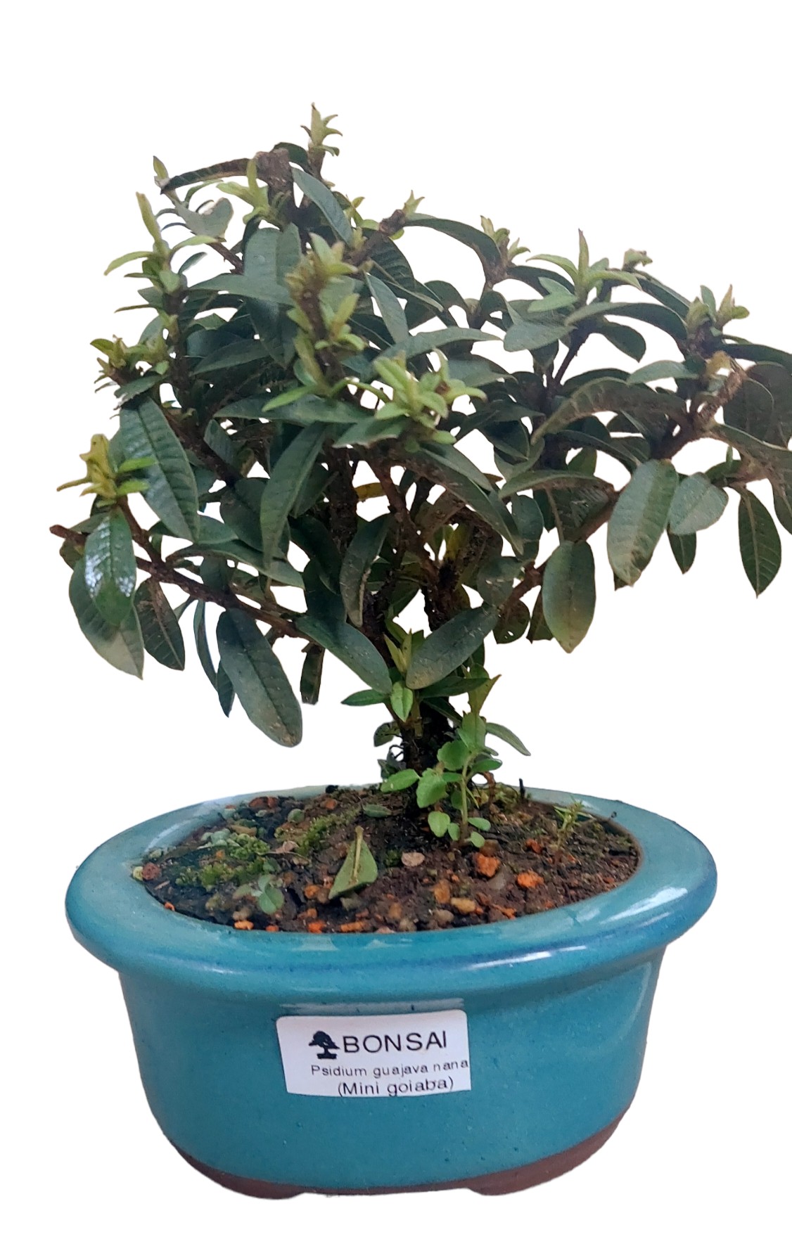 Goiaba Anã bonsai - GreenhouseBonsai
