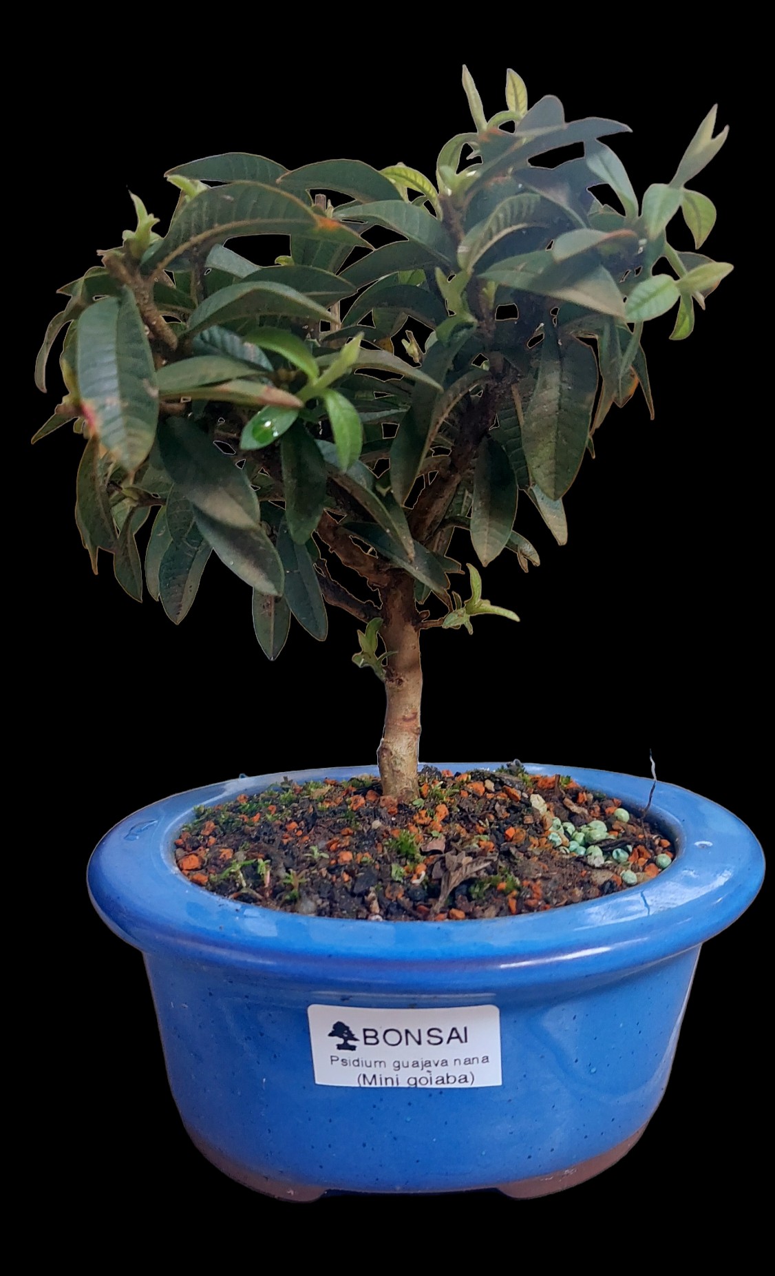 Goiaba Anã bonsai - GreenhouseBonsai