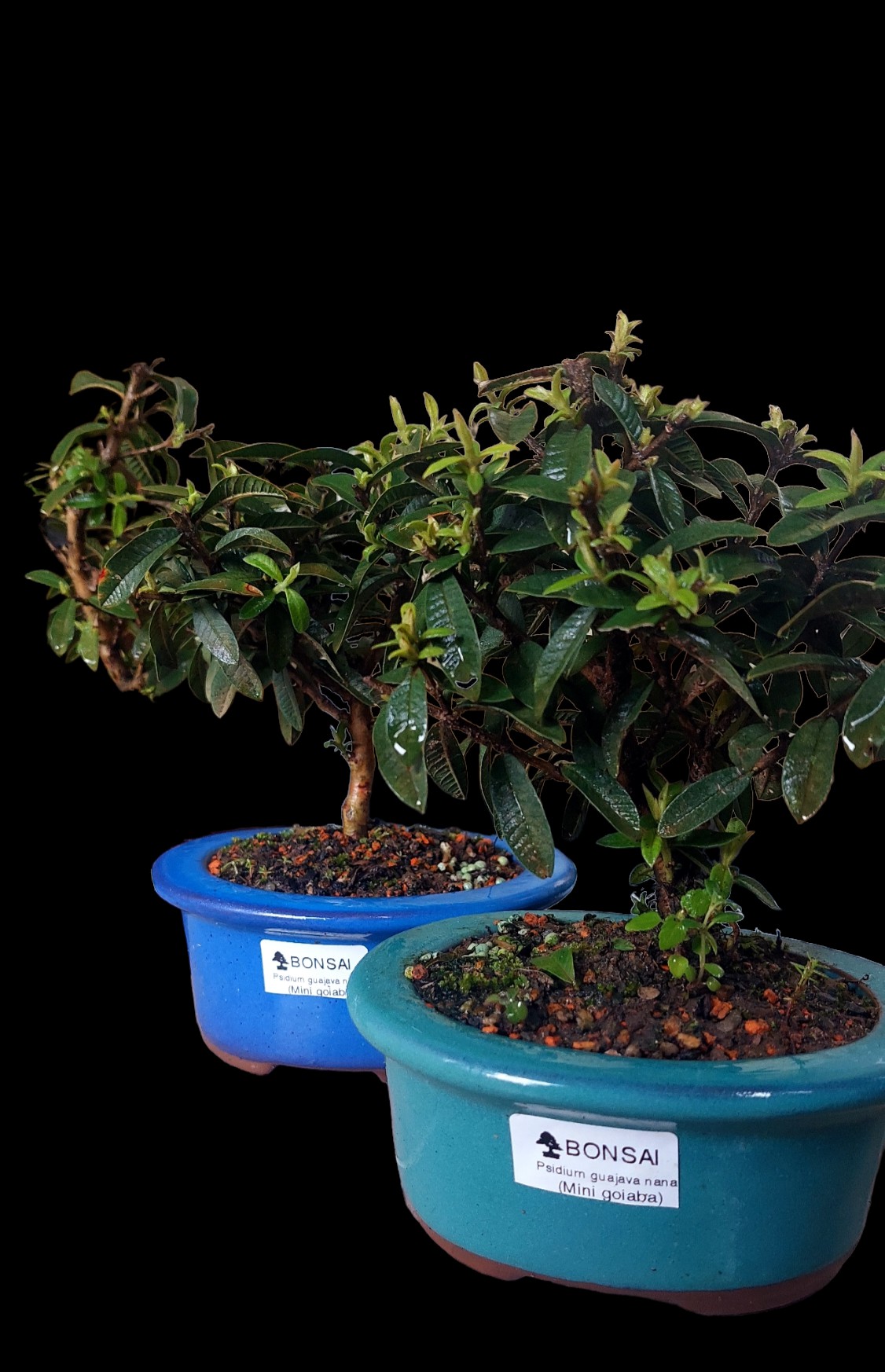 Goiaba Anã bonsai - GreenhouseBonsai