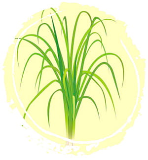 Capim Cidró 15g - Vis Vitalis