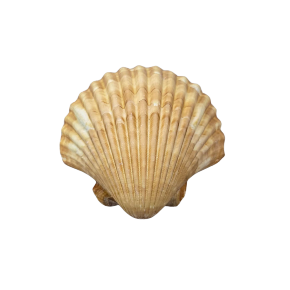 Concha Shell - Sarava Shop