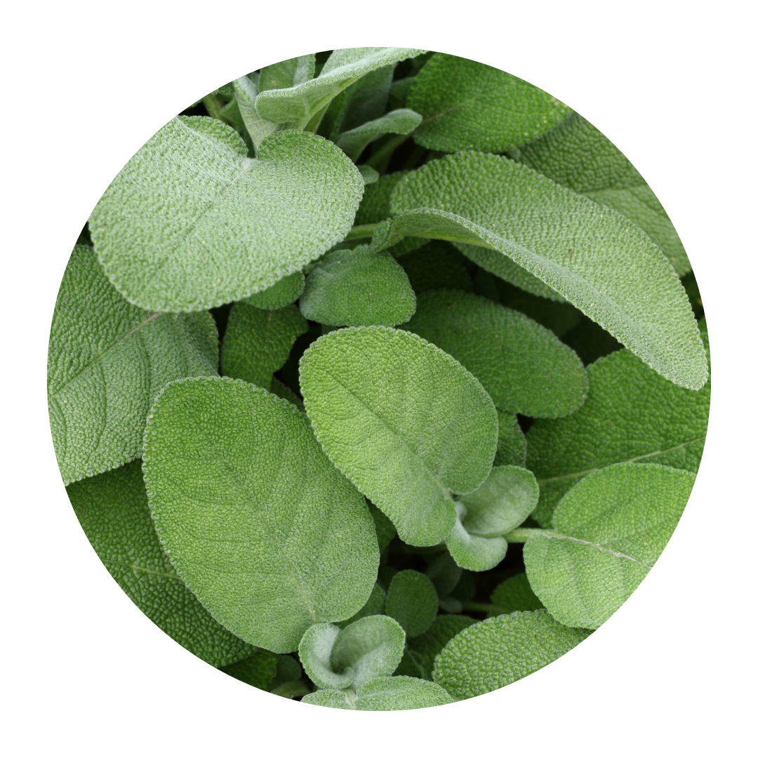 Sálvia Food Service 500g - Aromatic Spices BR