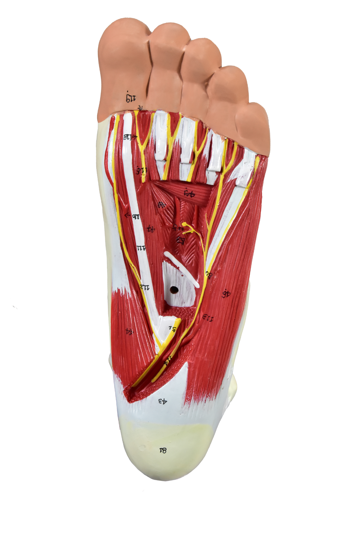PERNA COM MÚSCULOS DESTACÁVEIS, VASOS E NERVOS EM 10 PARTES - ALZLAB ...