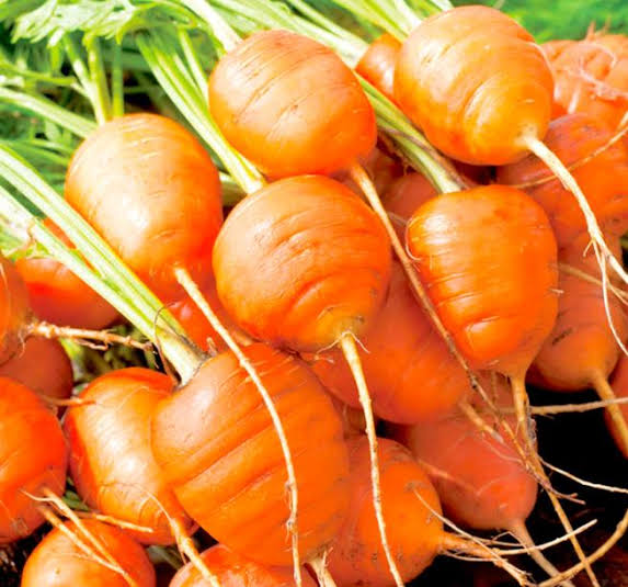 200 Sementes de mini cenoura - J&ASEMENTESORGÂNICAS