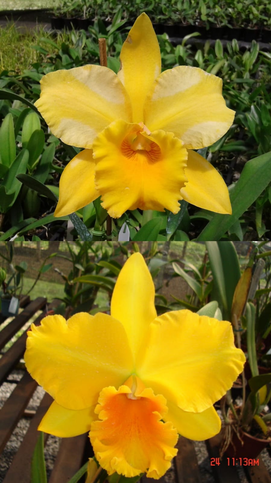 kit 7 mudas de cattleyas - Orquidário Tradição