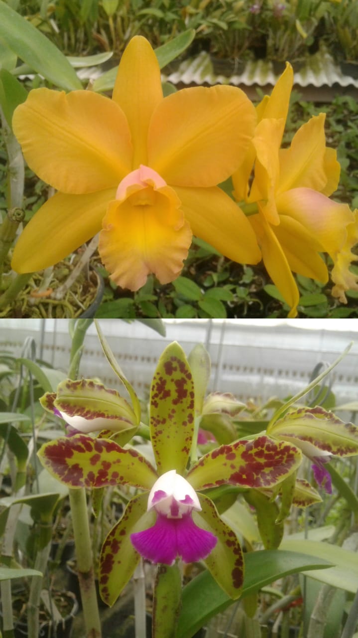 kit 7 mudas de cattleyas - Orquidário Tradição