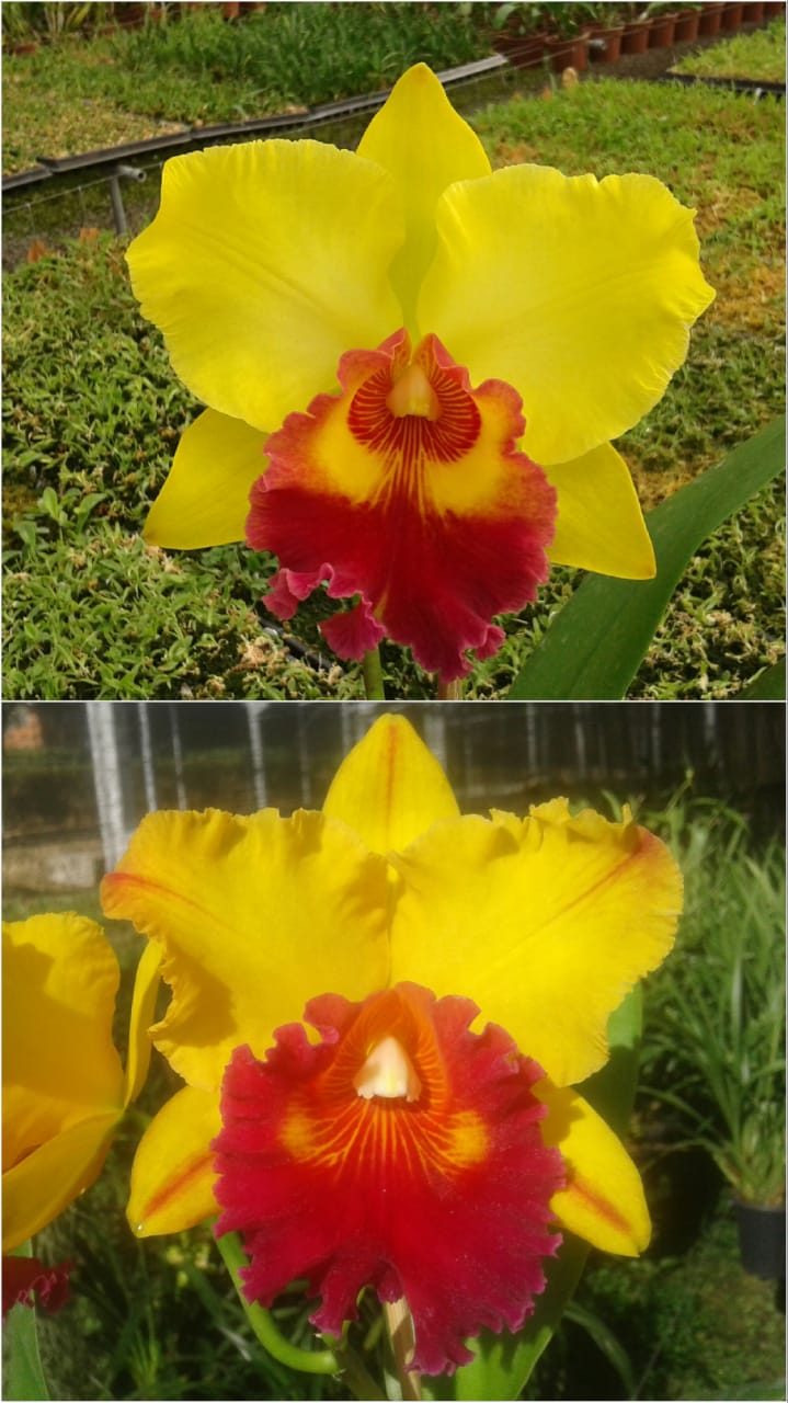 kit 7 mudas de cattleyas - Orquidário Tradição