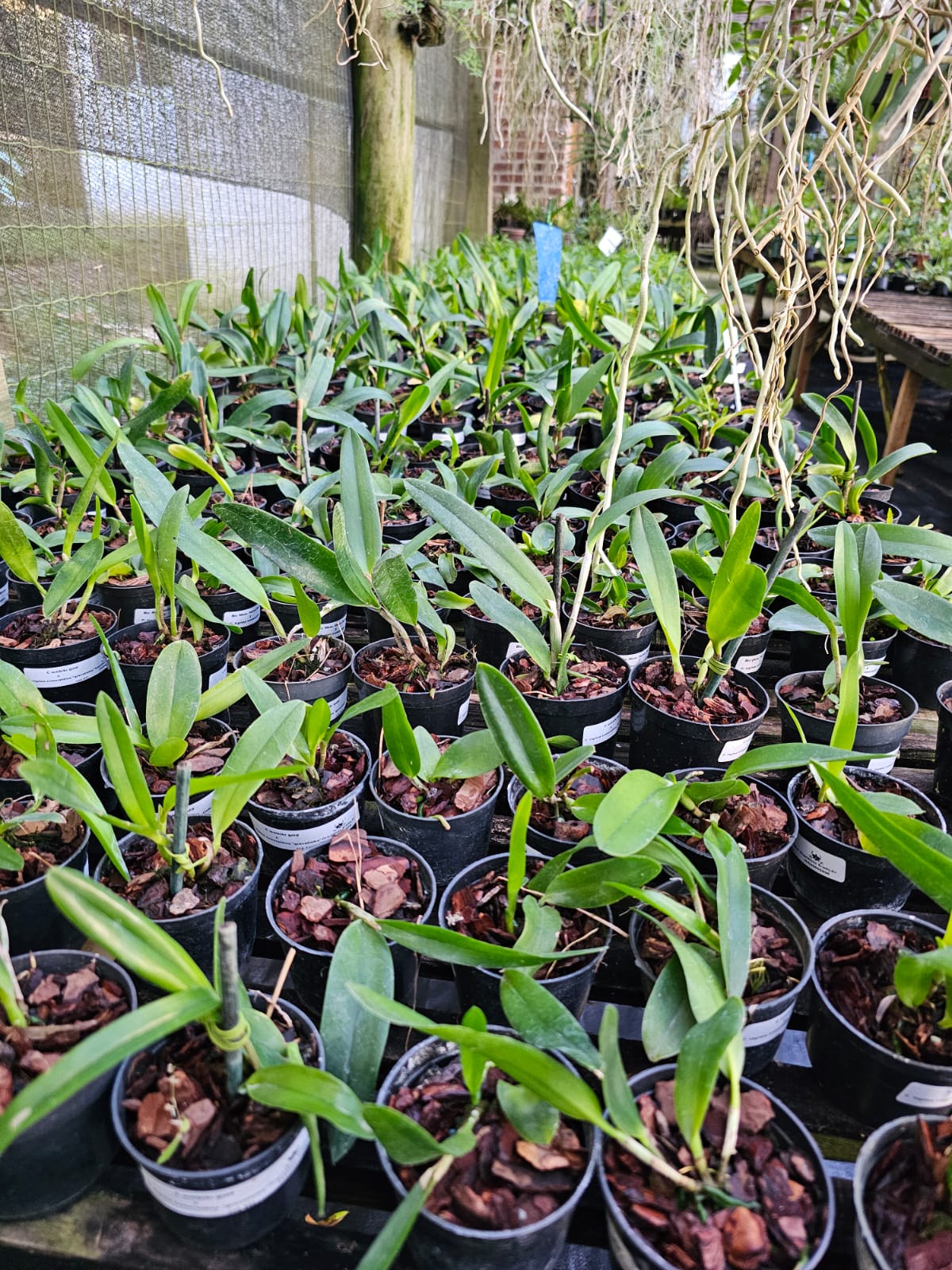 kit 7 mudas de cattleyas - Orquidário Tradição