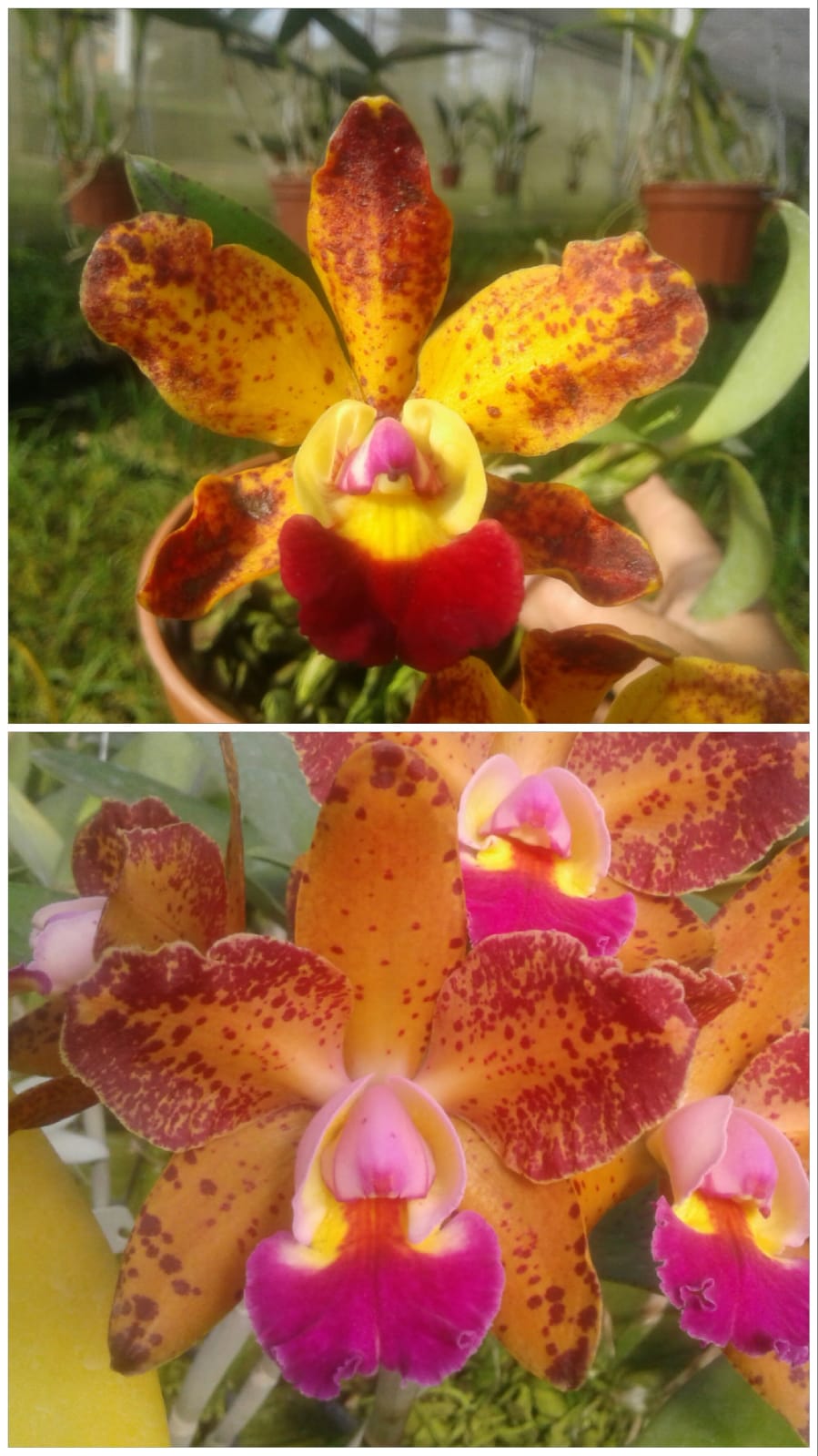 kit 7 mudas de cattleyas - Orquidário Tradição