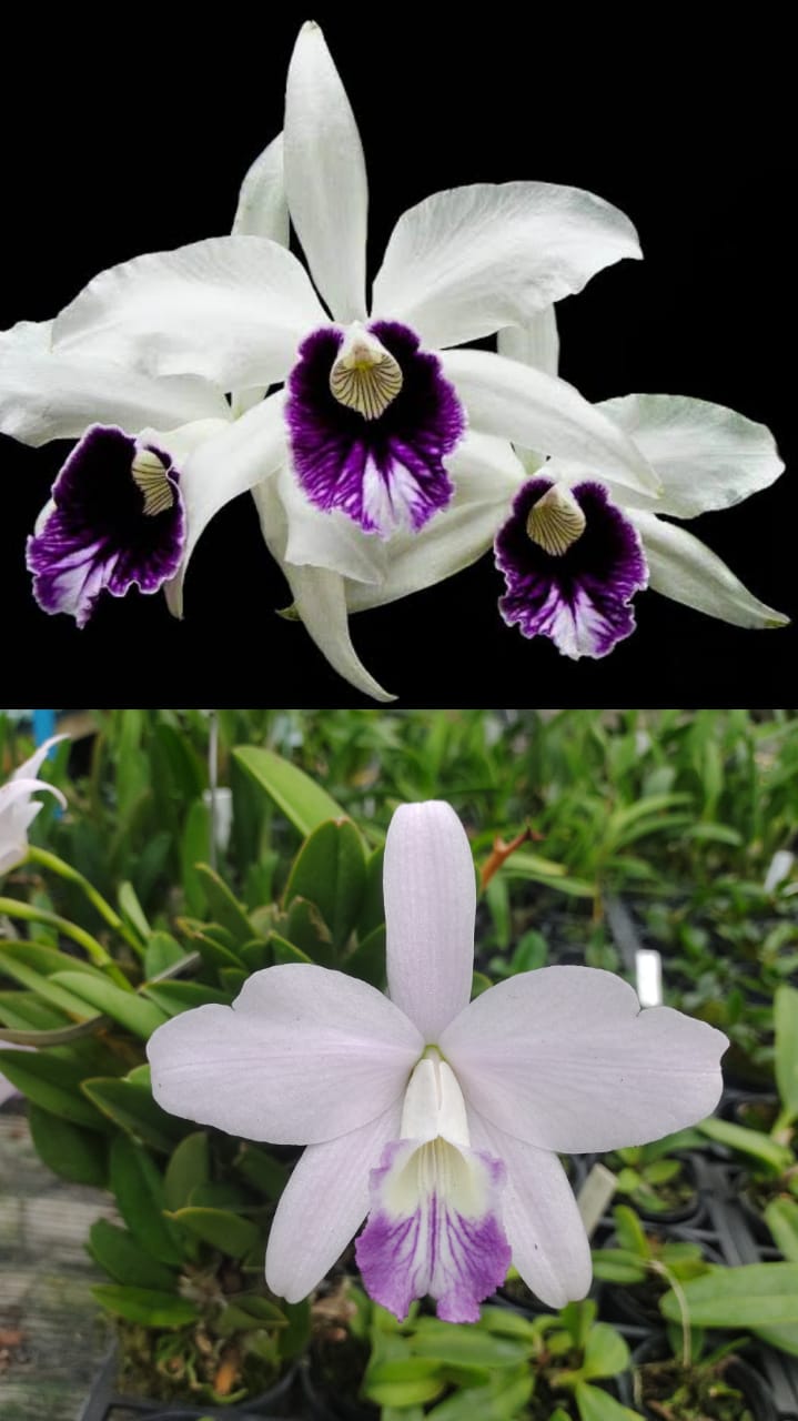 kit 7 mudas de cattleyas - Orquidário Tradição