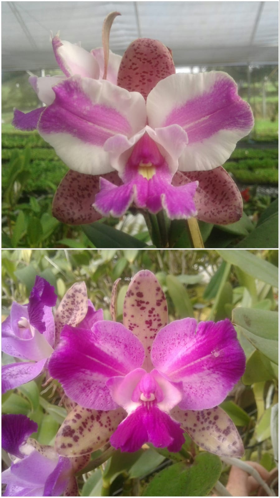 kit 7 mudas de cattleyas - Orquidário Tradição