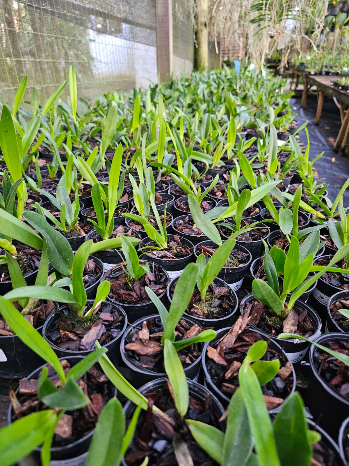 kit 7 mudas de cattleyas - Orquidário Tradição