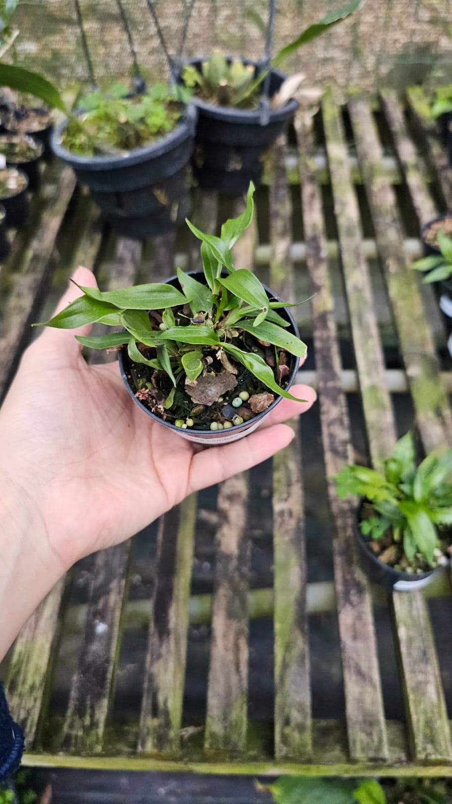 Stanhopea candida - Orquidário Tradição