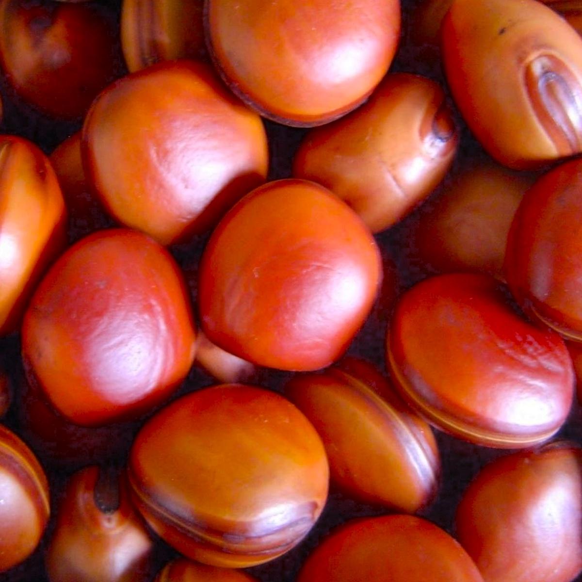Guia de Boiadeiros Mucunã Semente de Boi Umbanda Candomblé - Flash Mystic