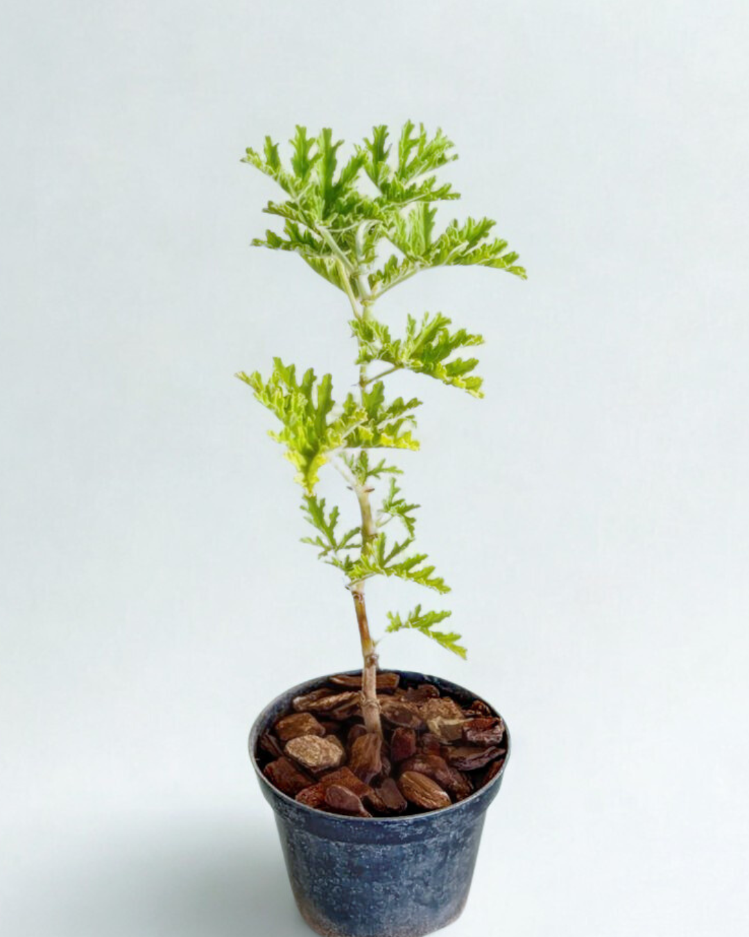 Muda Rara de Gerânio Verdadeiro (Pelargonium graveolens) - sitio cheiros