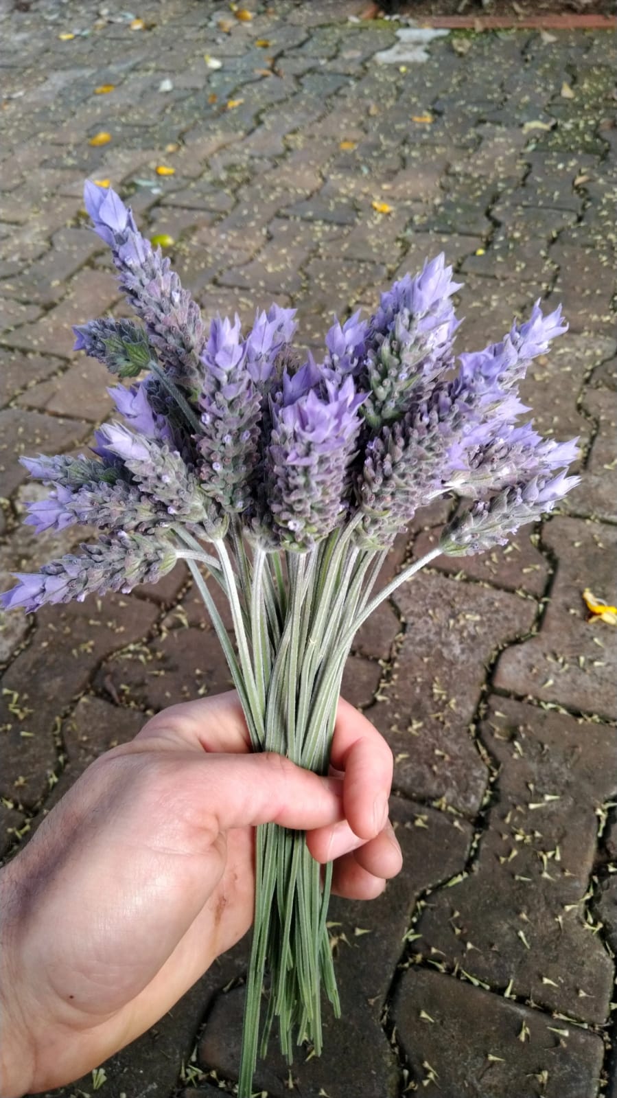 Buquê de Lavanda Dentata Desidratada 35 unidades - sitio cheiros