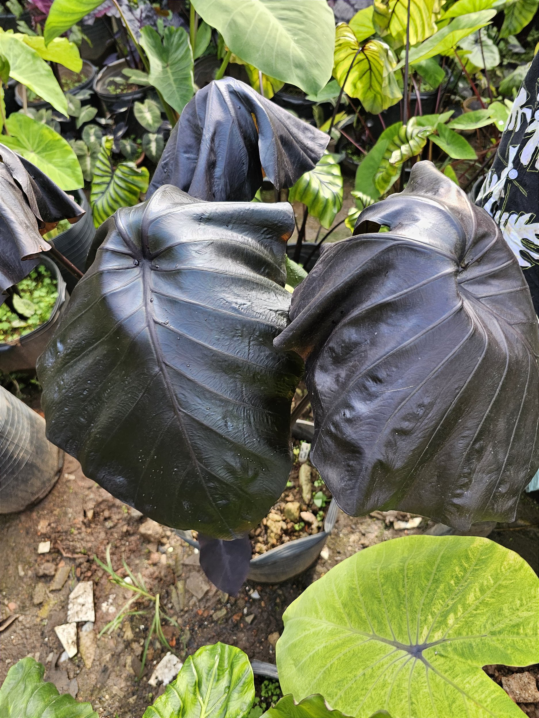 Colocasia Exodus - Hibrido Saytor Plants - Saytor Plants