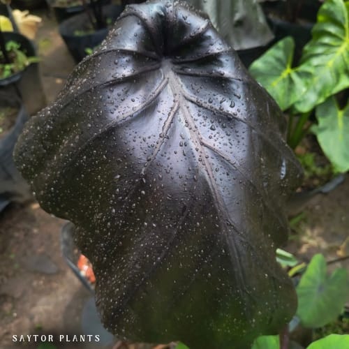 Colocasia Exodus - Hibrido Saytor Plants - Saytor Plants