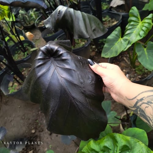Colocasia Exodus - Hibrido Saytor Plants - Saytor Plants