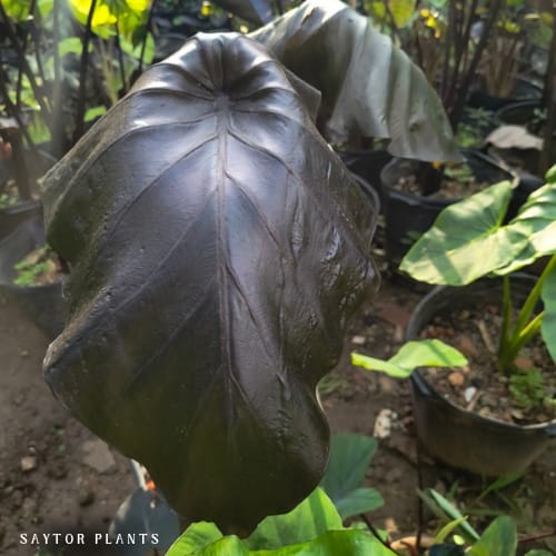 Colocasia Exodus - Hibrido Saytor Plants - Saytor Plants