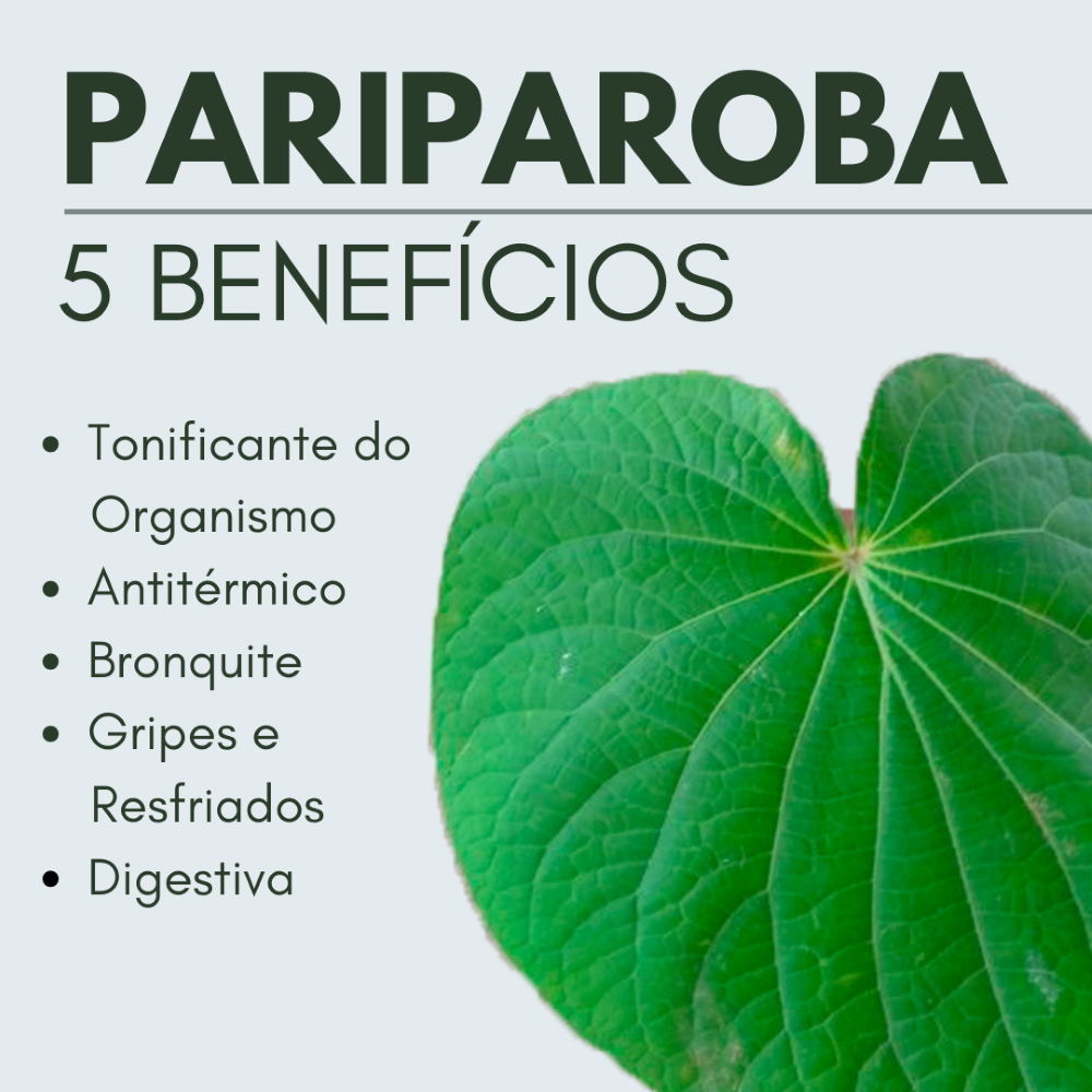 Chá De Pariparoba Contra Indicações - RETOEDU