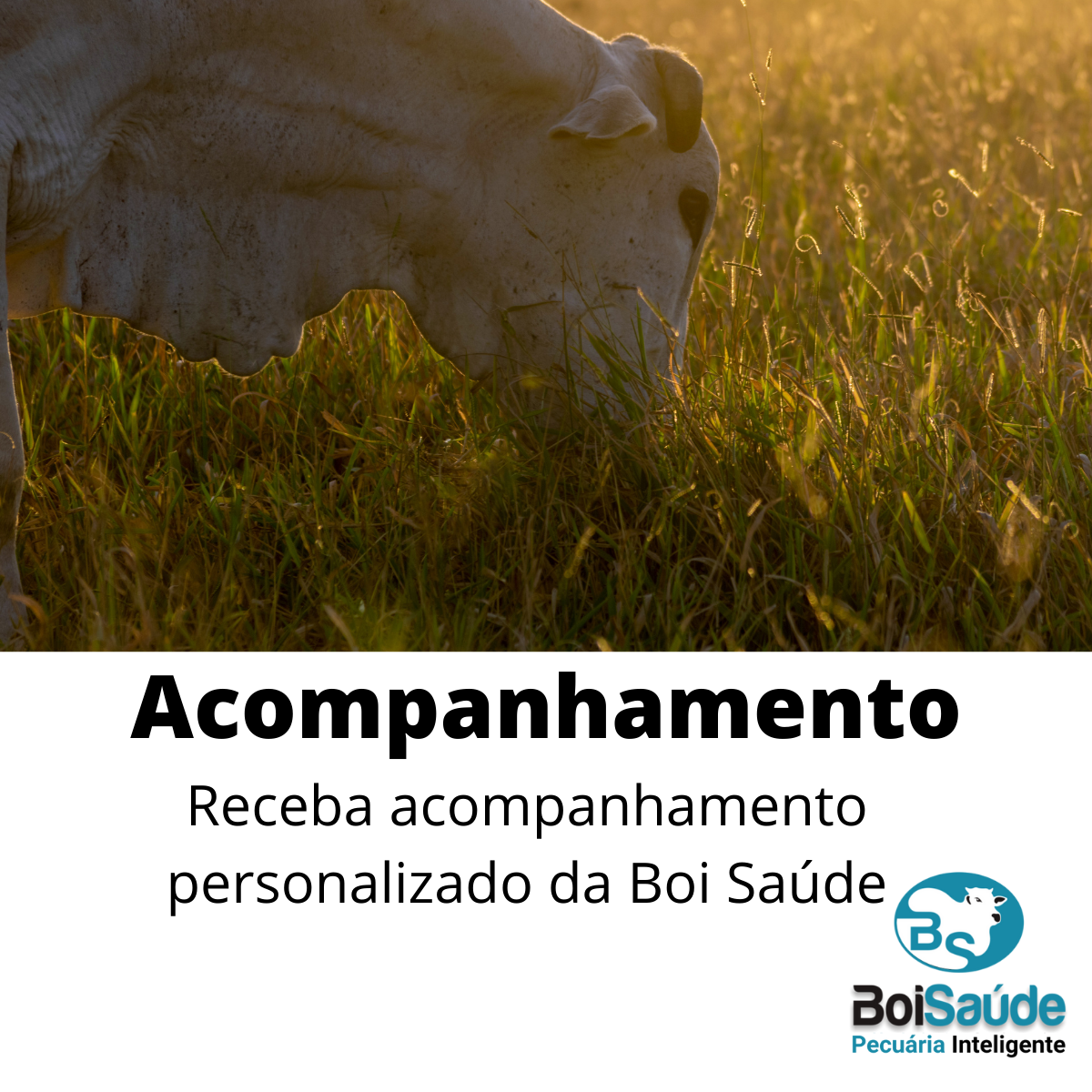 Total Leite Premium (Monensina) + Total Ureia Premium - Boi Saúde - Boi Saúde