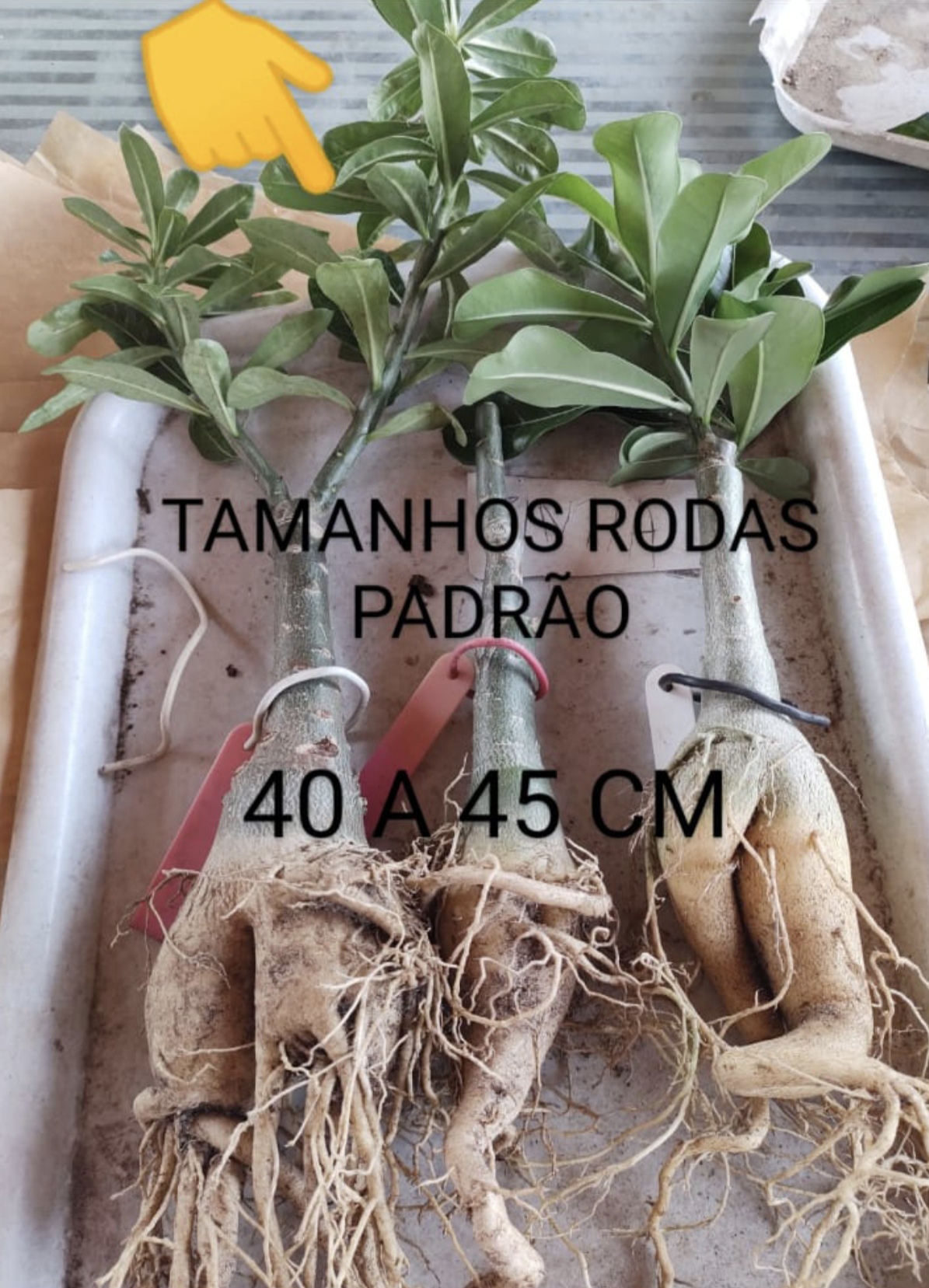 ROSA DO DESERTO ANDRÉA PERFUMADA - DEIA ROSAS DO DESERTO