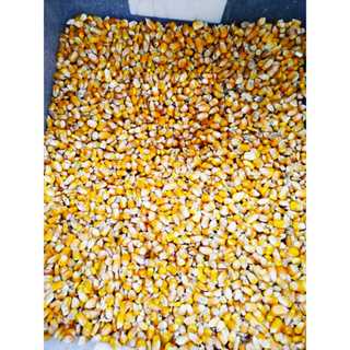 Saco de Milho até 25kg - Western rações Agro e pesca