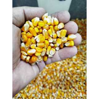 Saco de Milho até 25kg - Western rações Agro e pesca