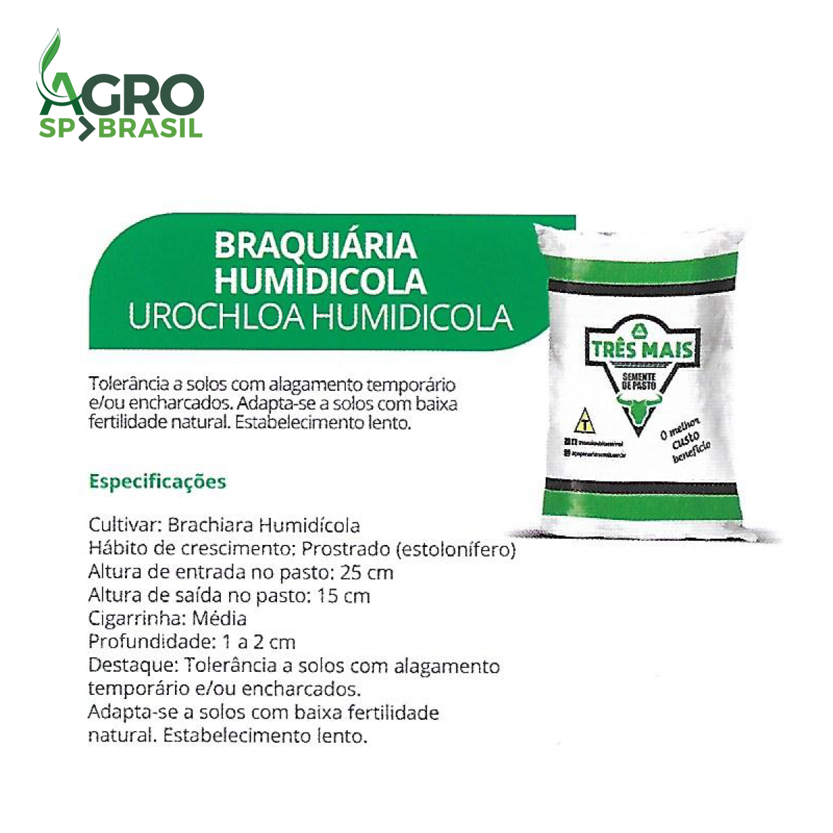 Sementes de Pastagem Braquiária Humidicola Urochloa Humidicola - Agro ...