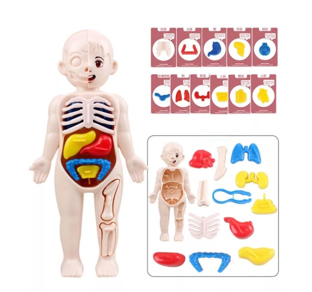 Boneco Anatomia Do Corpo Humano Brinquedo Órgãos Humanos - MyBlue - A ...
