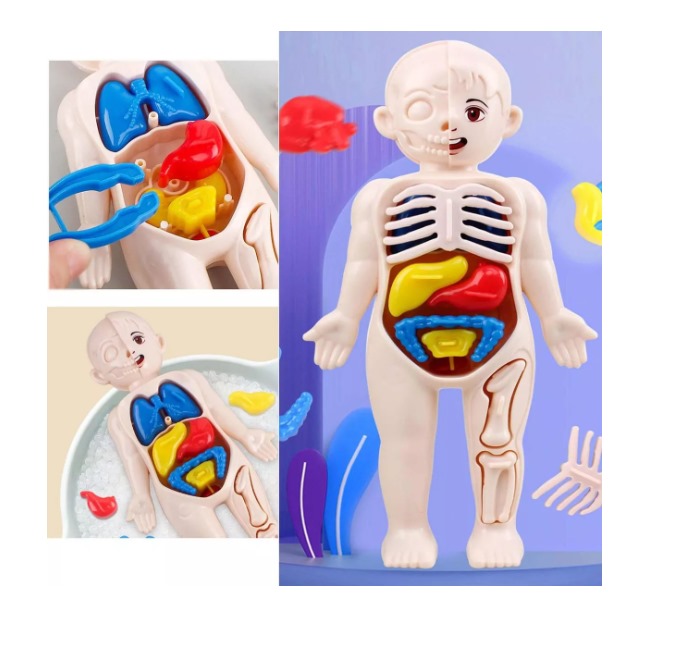Boneco Anatomia Do Corpo Humano Brinquedo Órgãos Humanos - MyBlue - A ...