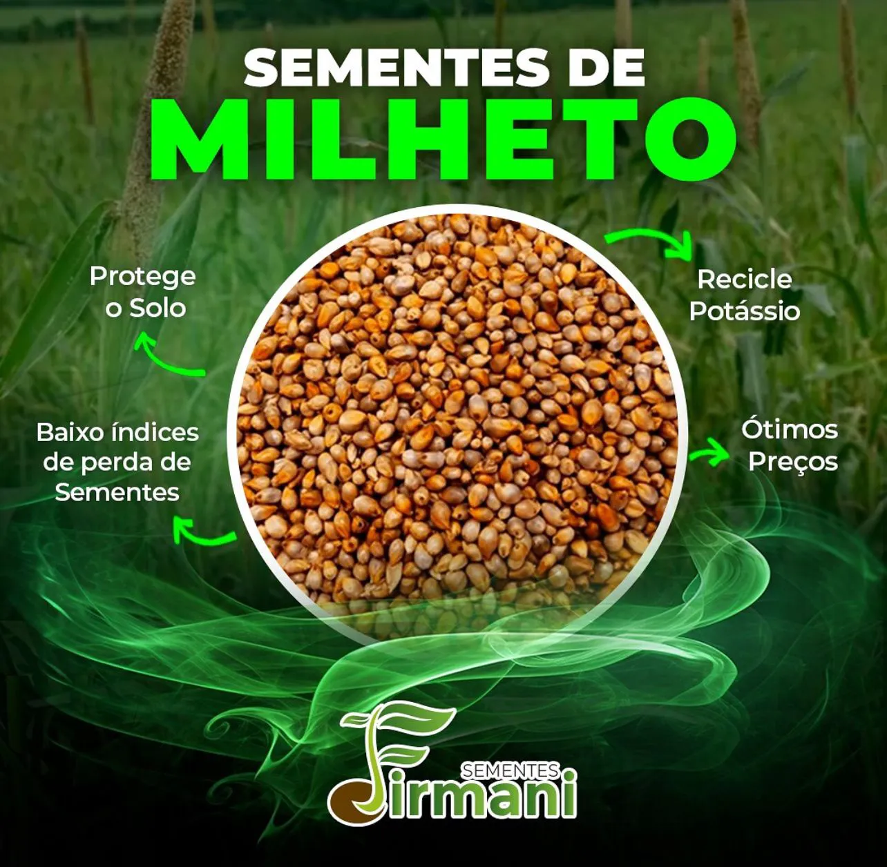 Semente de Milheto por Quilo - Qualidade e Produtividade - Loja ...