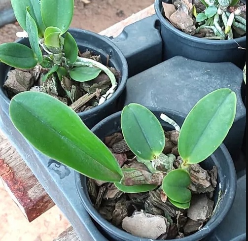 Orquidea Cattleya Walkeriana Coerulea Magnus X Blue Formosa ...