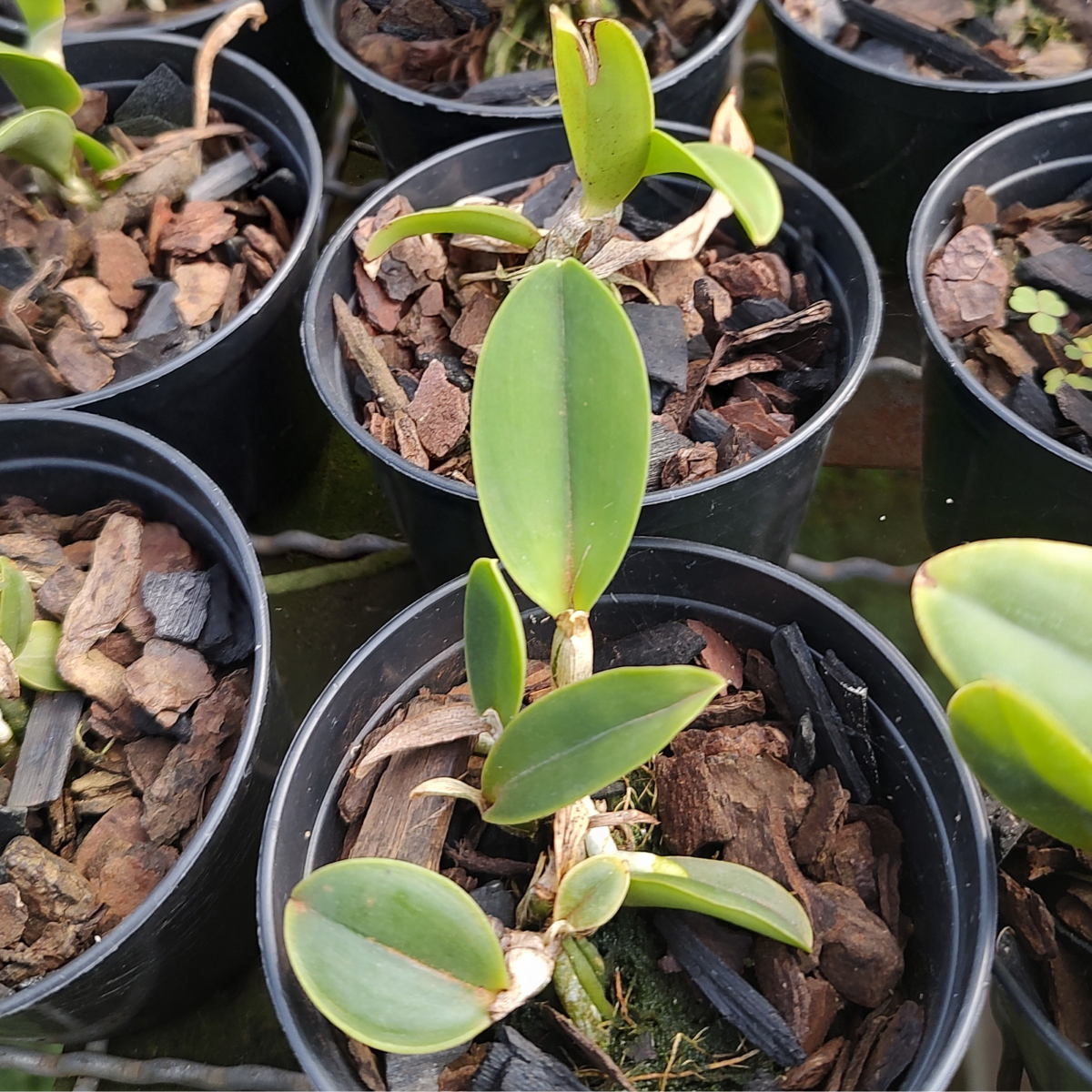 Cattleya Walkeriana Flamea 10 x Falmea dn Terezinha - Orquídario Durval ...