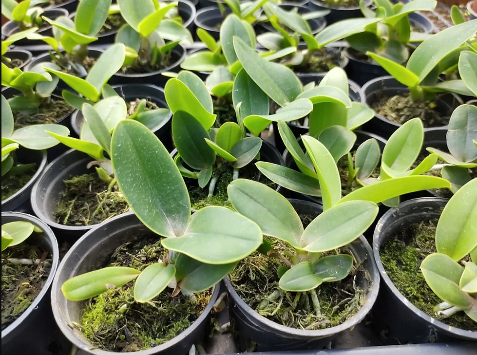 Cattleya nobilior (rubra x campeão 90“ Landin”) - Orquídario Durval ...