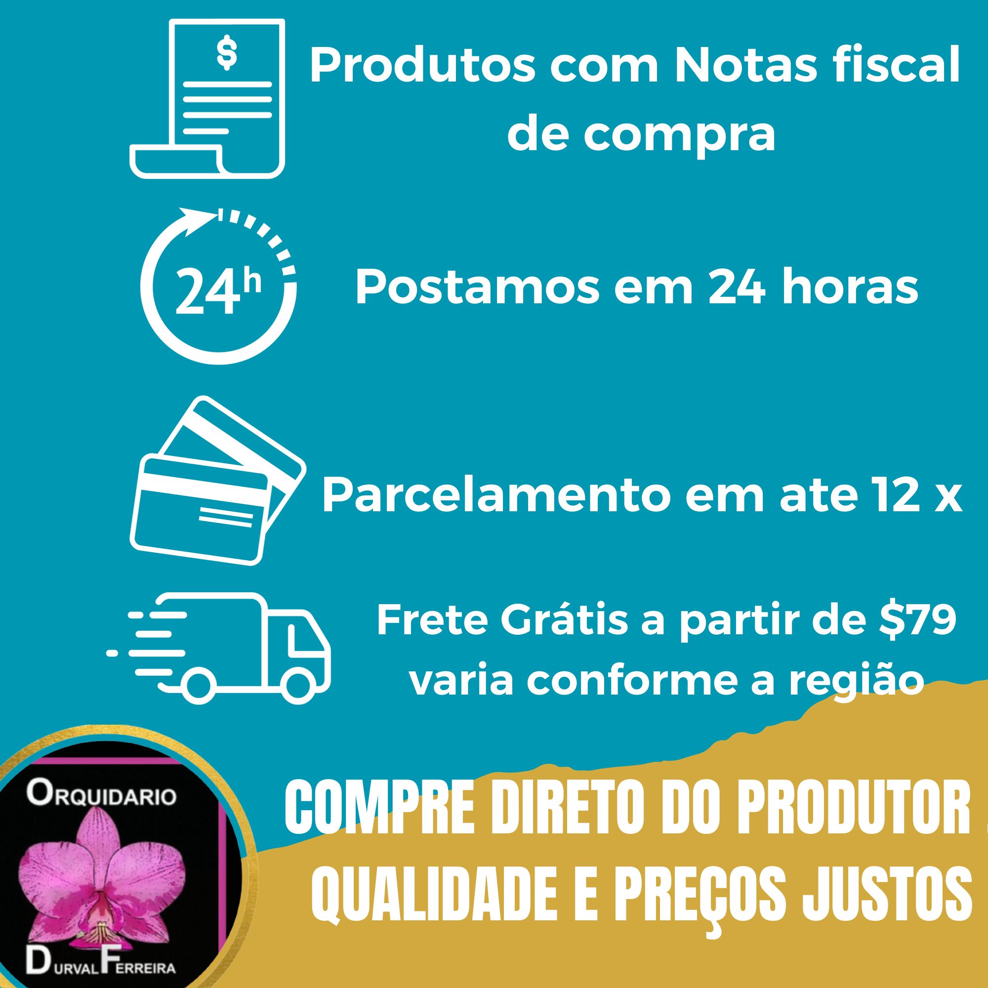 Cattleya Nobilior Coerulea Kryptonita x Nobilior Concolor - Orquídario ...