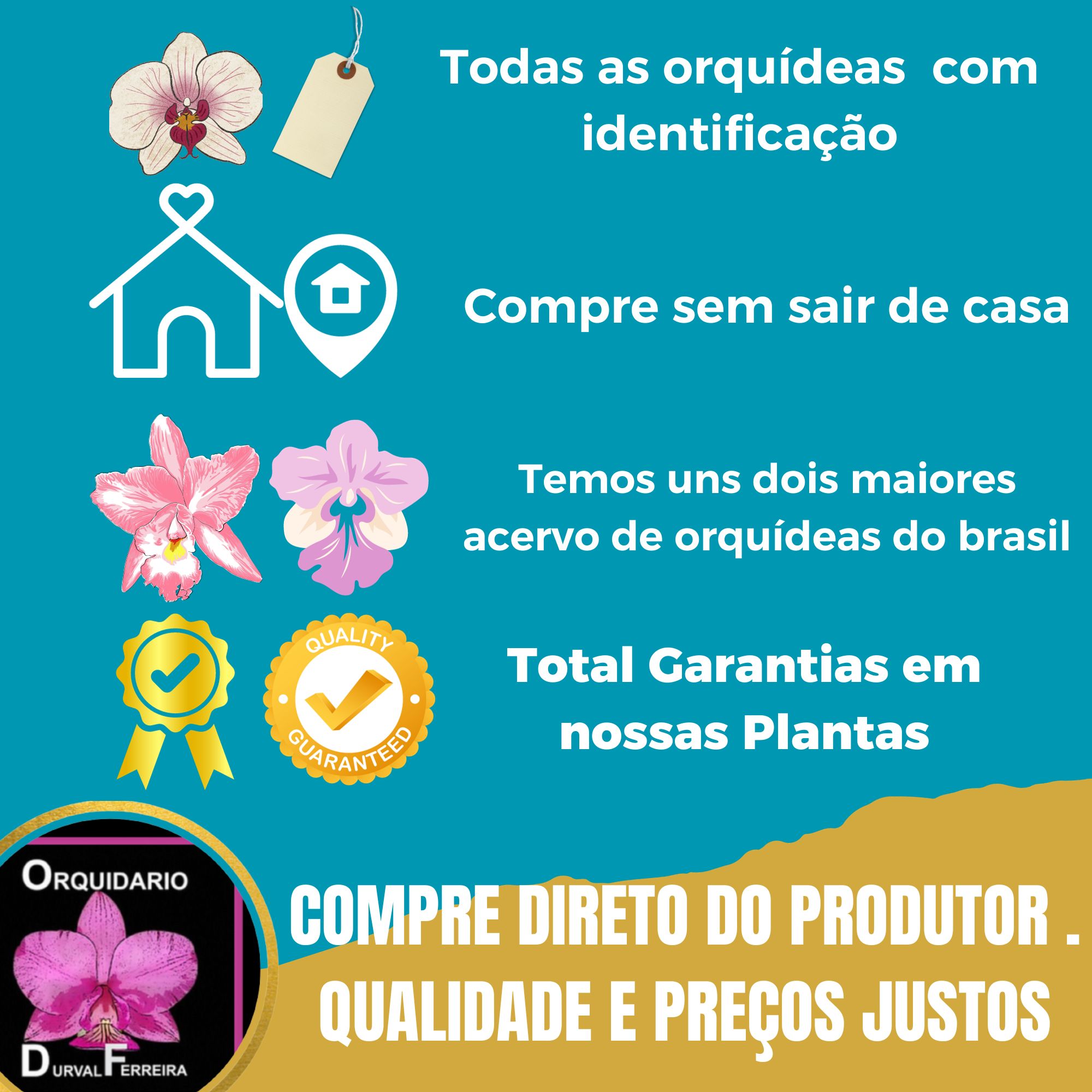 Cattleya Nobilior Coerulea Kryptonita x Nobilior Concolor - Orquídario ...