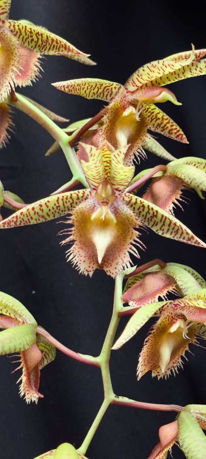 Catasetum Fimbriatum x Susan Fuchs - na Bolacha de Ipê - Adulta ...