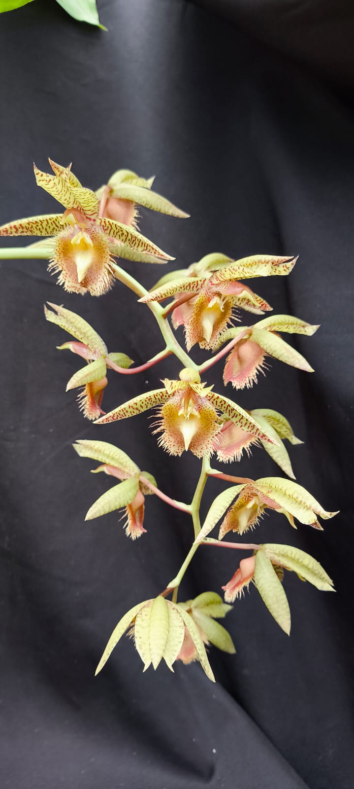 Catasetum Fimbriatum x Susan Fuchs - na Bolacha de Ipê - Adulta ...