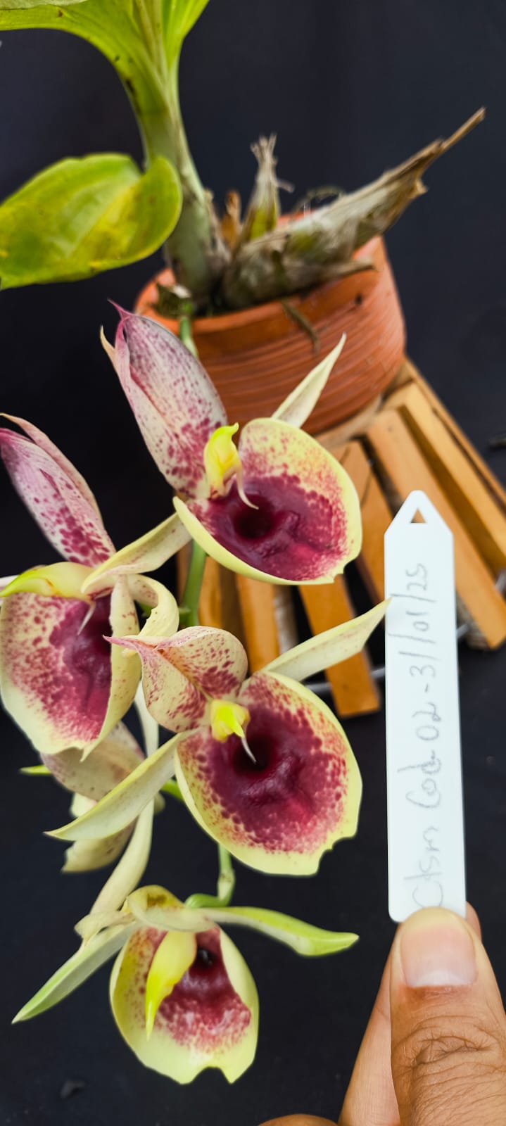 Catasetum Susan Fuchs - adulto - Orquídario Durval Ferreira