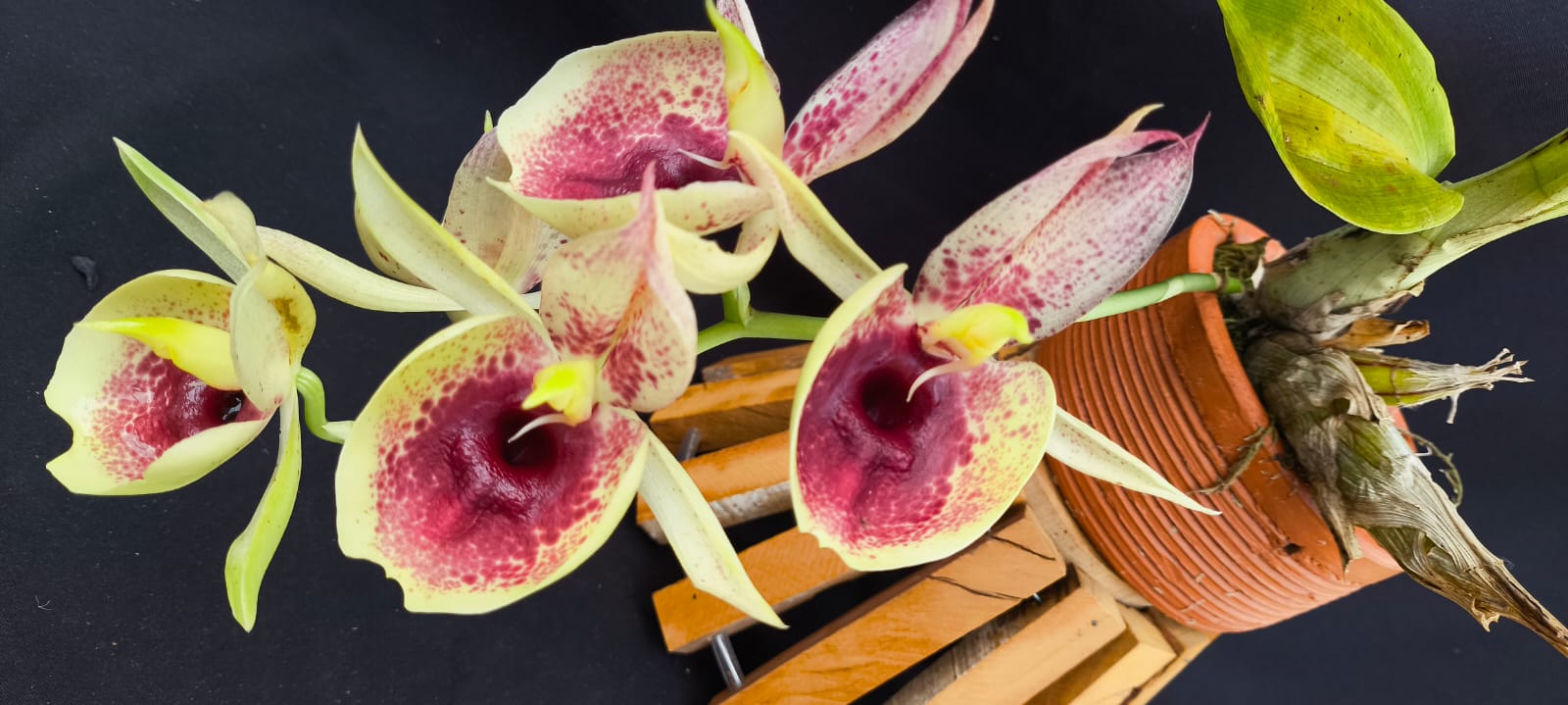 Catasetum Susan Fuchs - adulto - Orquídario Durval Ferreira