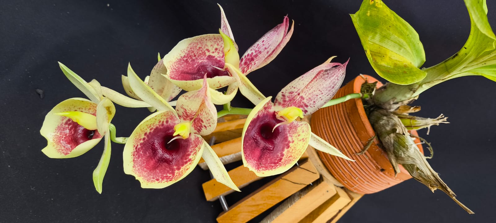 Catasetum Susan Fuchs - adulto - Orquídario Durval Ferreira