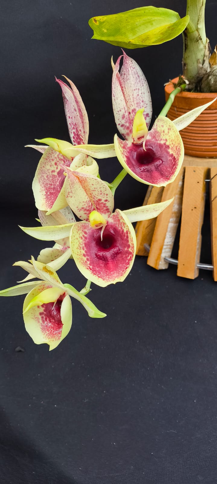 Catasetum Susan Fuchs - adulto - Orquídario Durval Ferreira